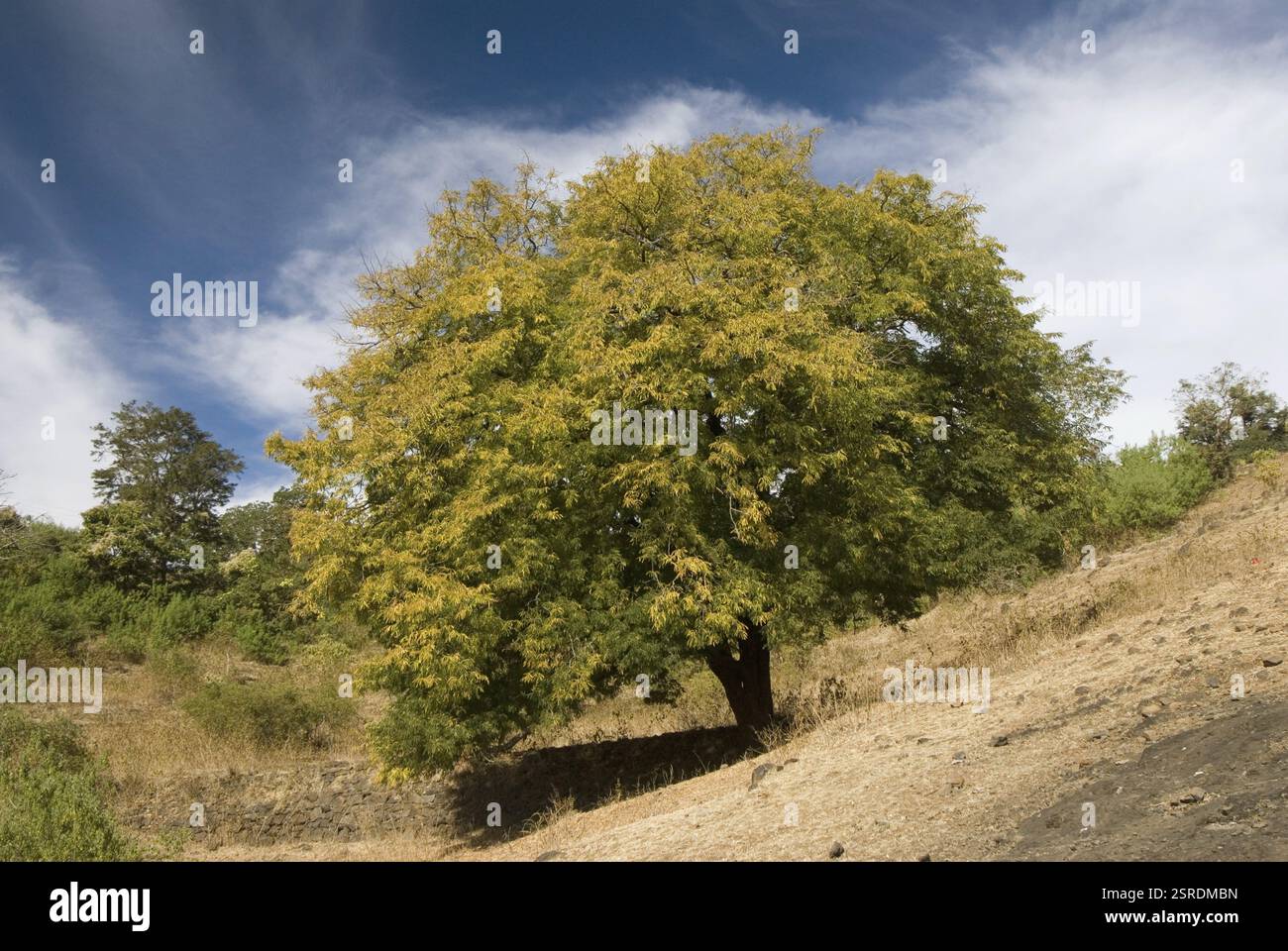 Great tree of tamarind chinch at Gavilgad fort Chikhaldara, district ...