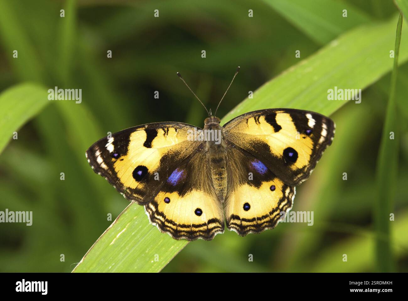 Papilio lintingensis hi-res stock photography and images - Alamy