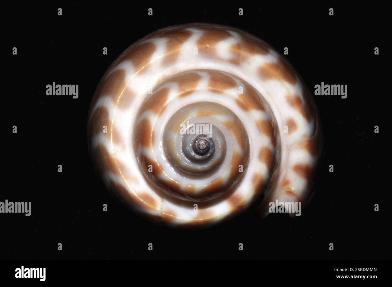 Seashell, India, Asia Stock Photo - Alamy