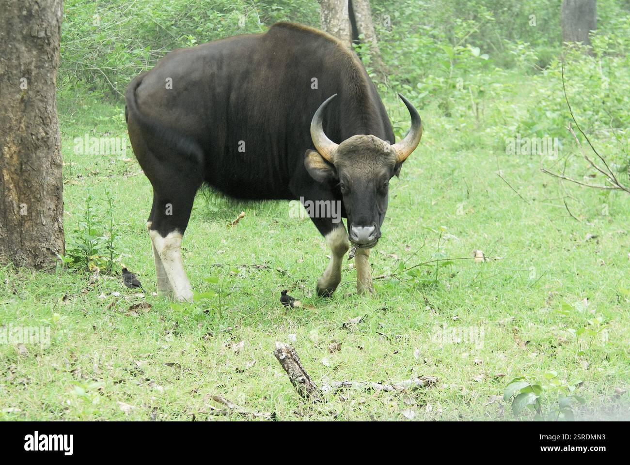 Gaur or Indian Bison, Kabini, Kharapur, Nagarahole range, Karnataka ...