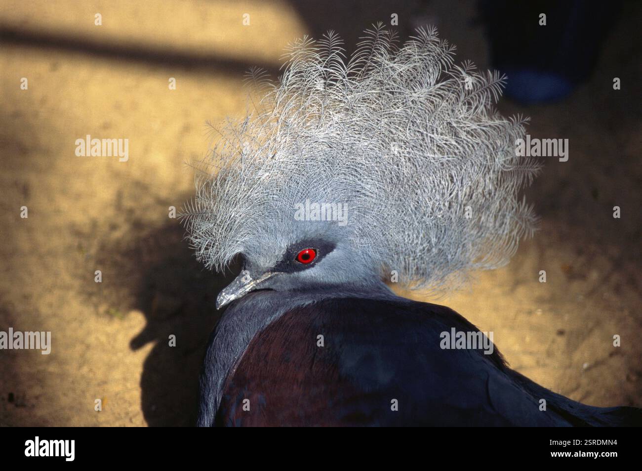 Red Crowned Pigeon Stock Photo - Alamy