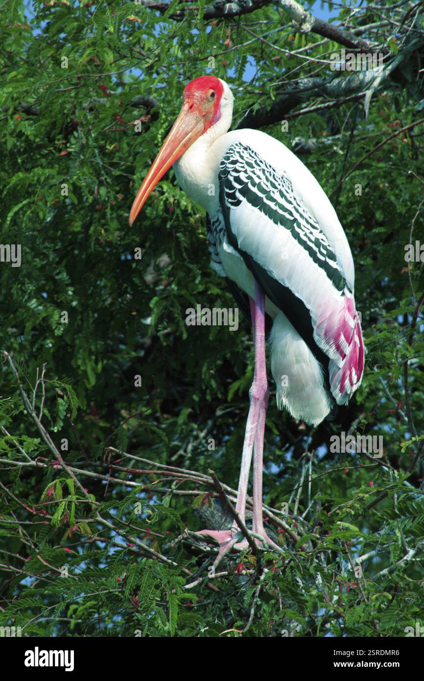 Painted stork bird, telineelapuram, tekkali, andhra pradesh, India ...