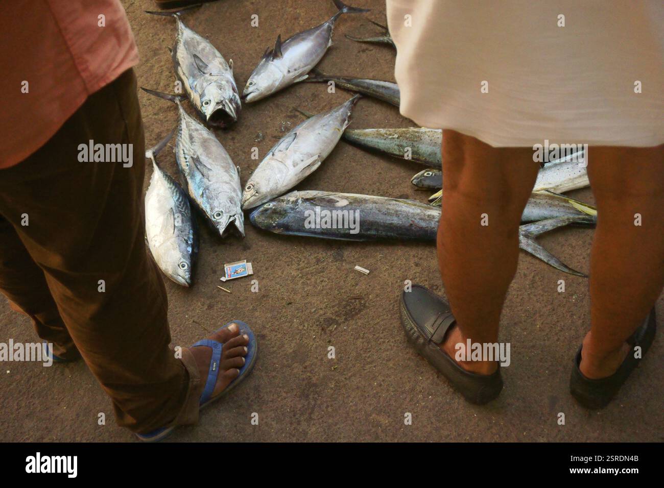 Fishermen with fresh fish, Fort Kochi, Kochi, Cochin, Kerala, India ...