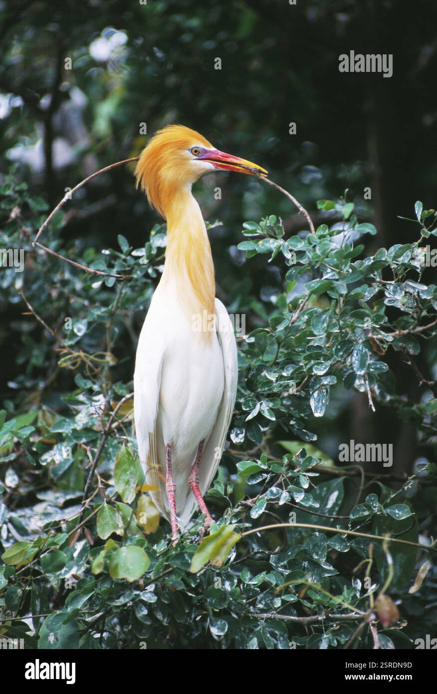 Birds, Cattle egret in breeding plumage bubulcus ibis, Ranganathittu ...