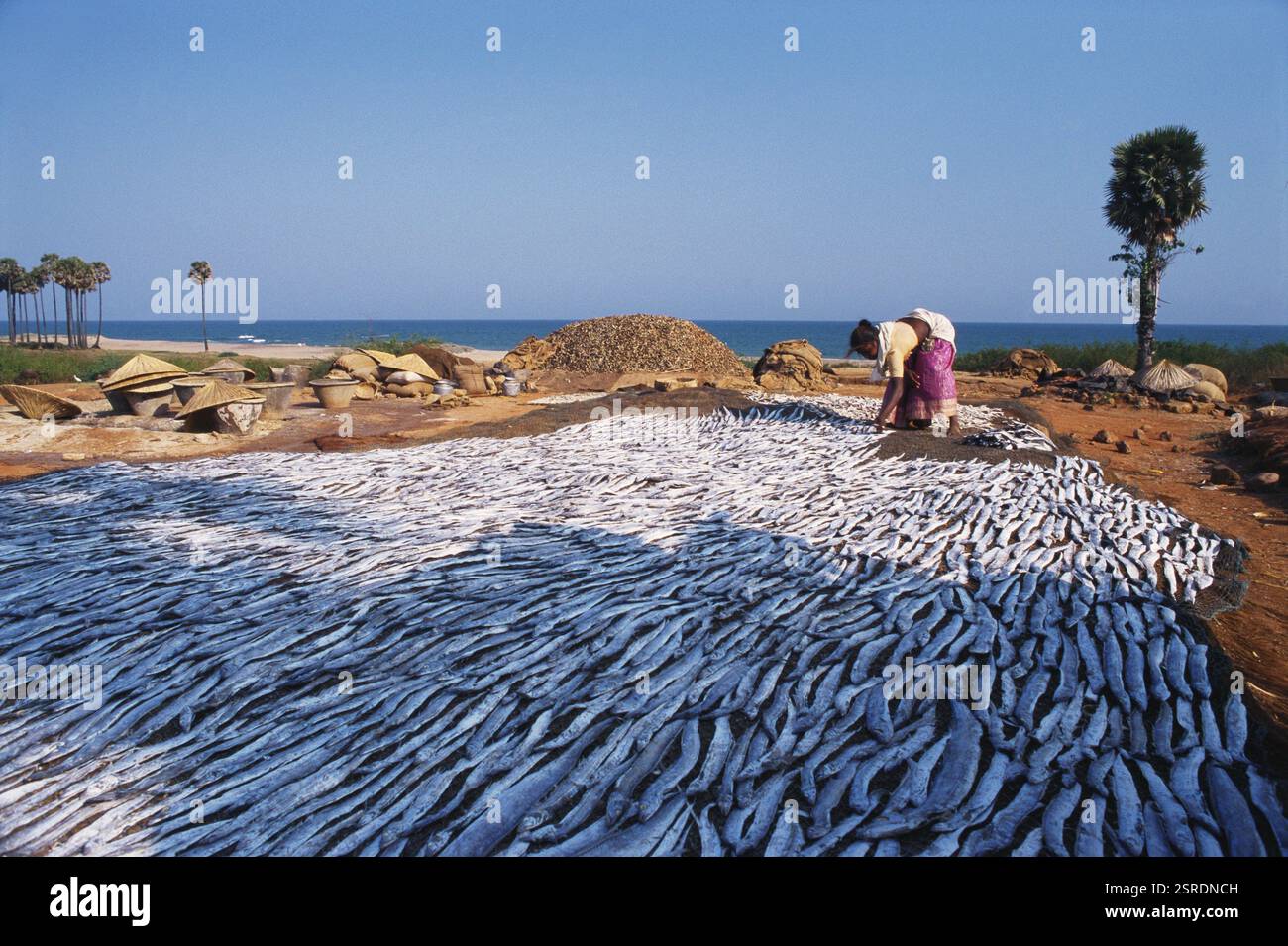 Drying fish in Bheemunipatnam, Andhra Pradesh, India, Asia Stock Photo ...