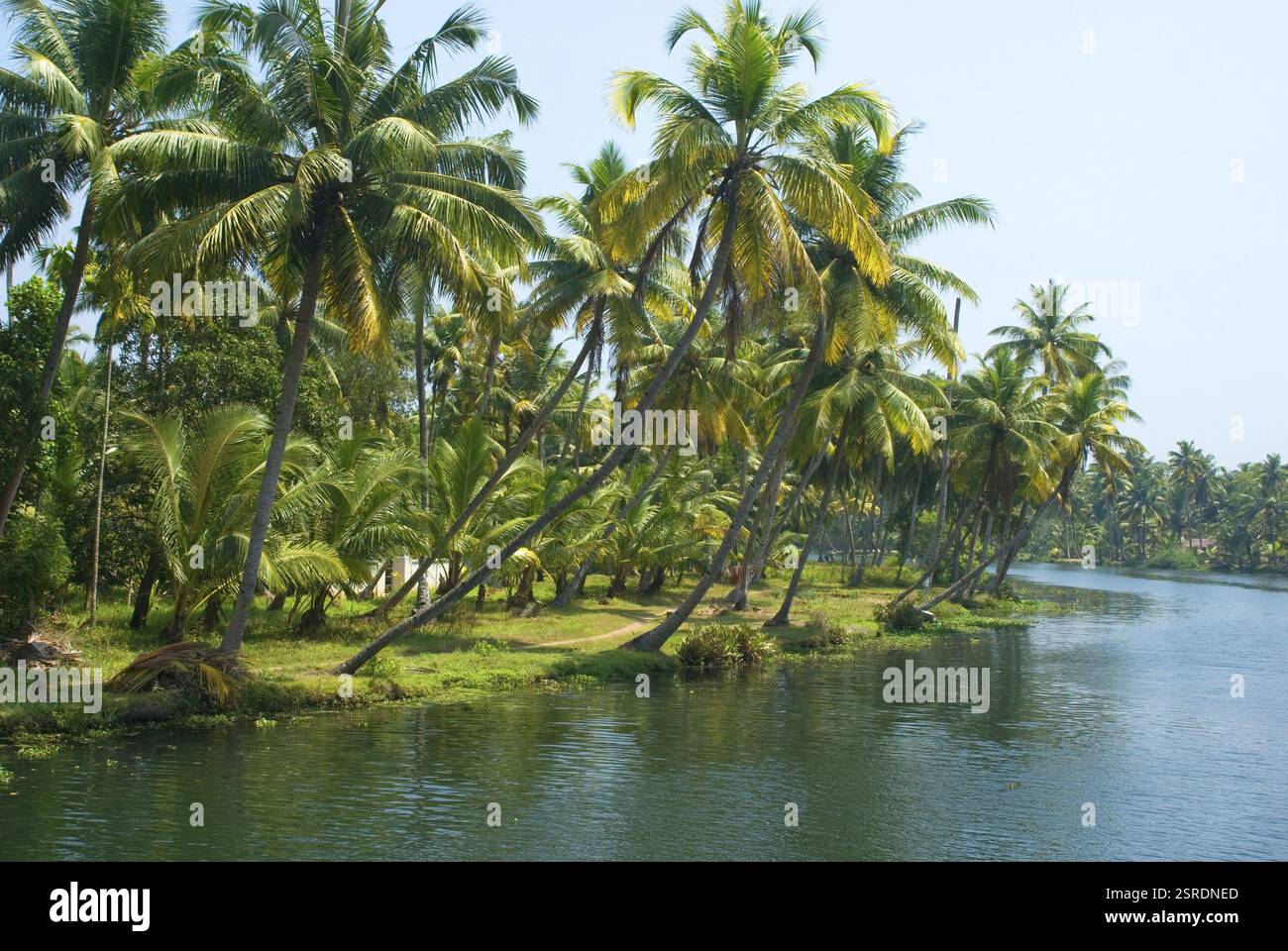 Coconut trees on the bank of ashtamudi river, Kollam, Alleppey, Kerala, India, Asia Stock Photo ...