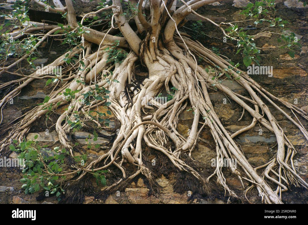 Tree roots, Ooty, Tamil Nadu, India, Asia Stock Photo - Alamy