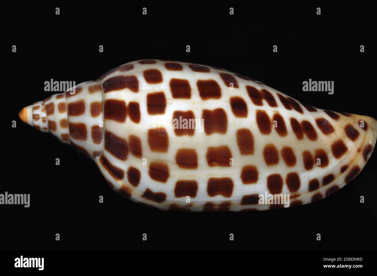 Volute Junonia Shell, India, Asia Stock Photo - Alamy
