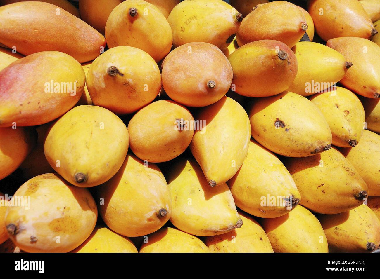 Langda aam hi-res stock photography and images - Alamy
