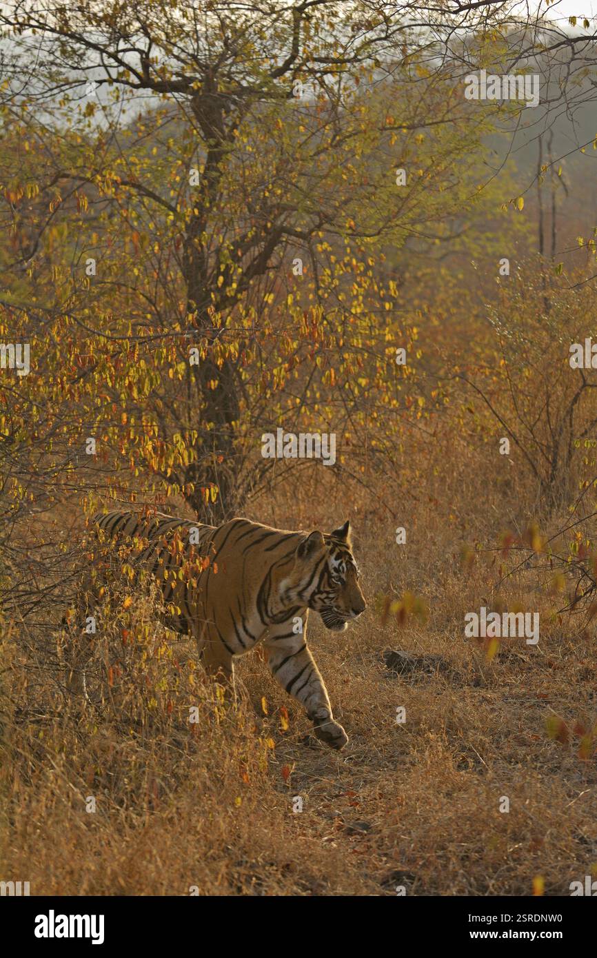 Bengal Tiger, Ranthambore national park, rajasthan, India, Asia Stock ...