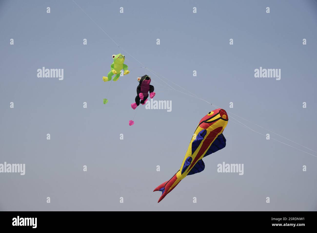 Kite like frog, International Kite Festival, Tithal, Valsad, Gujarat ...