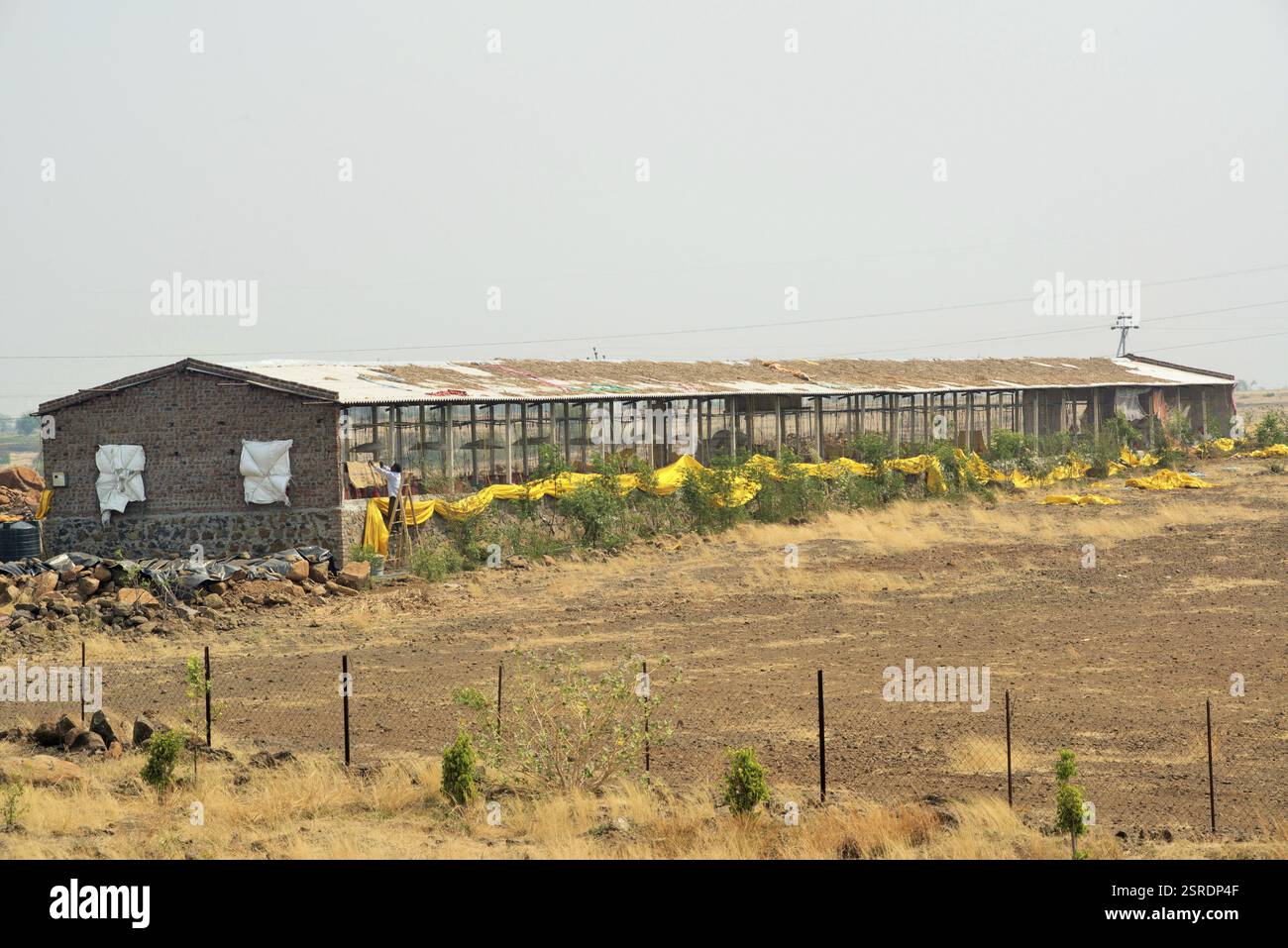 Poultry Farm shed at Agri, Pune, Maharashtra, India, Asia Stock Photo ...