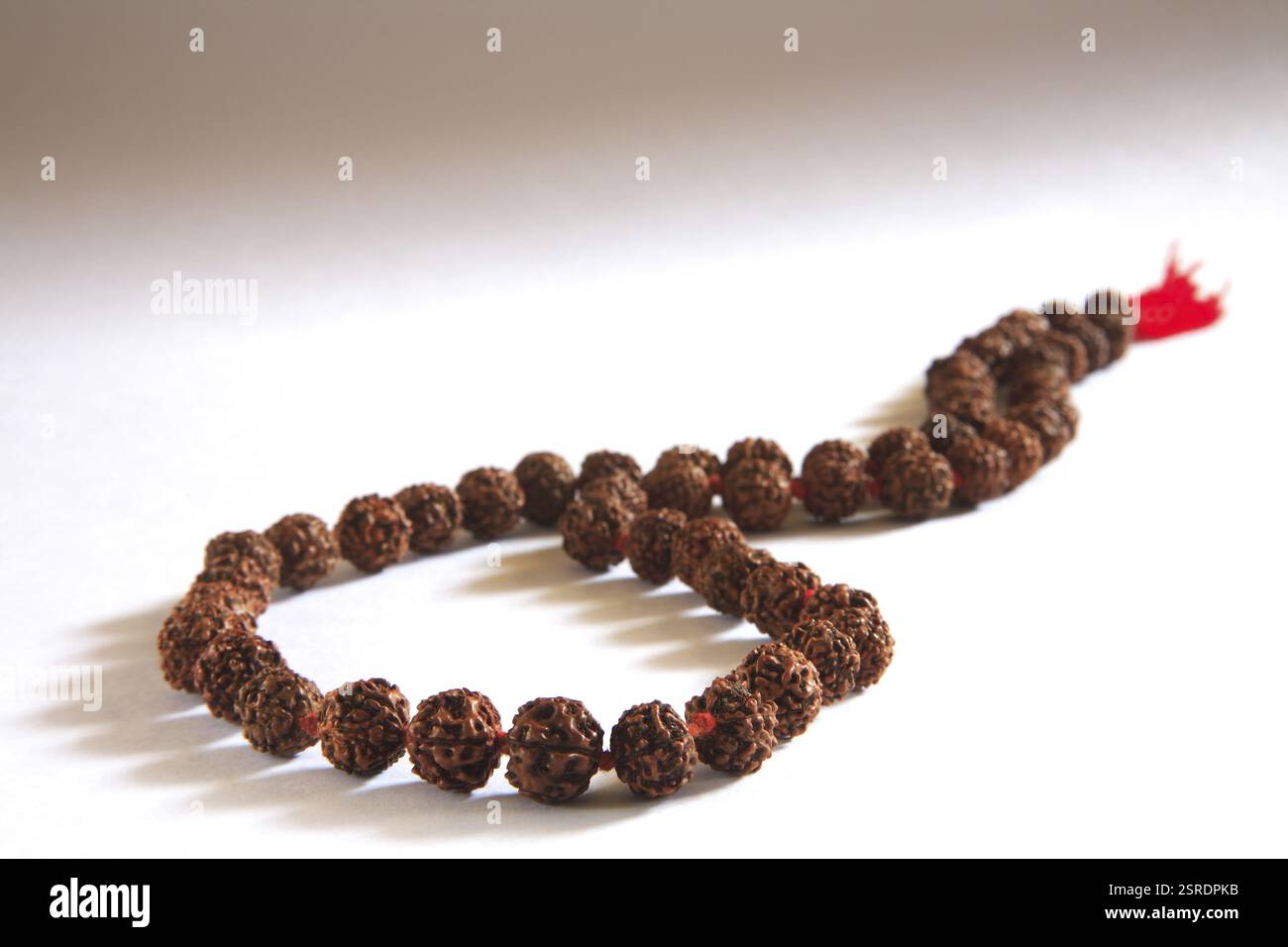 Concept, rudraksh chanting mala seed of eleocarpus ganitrus used in ...