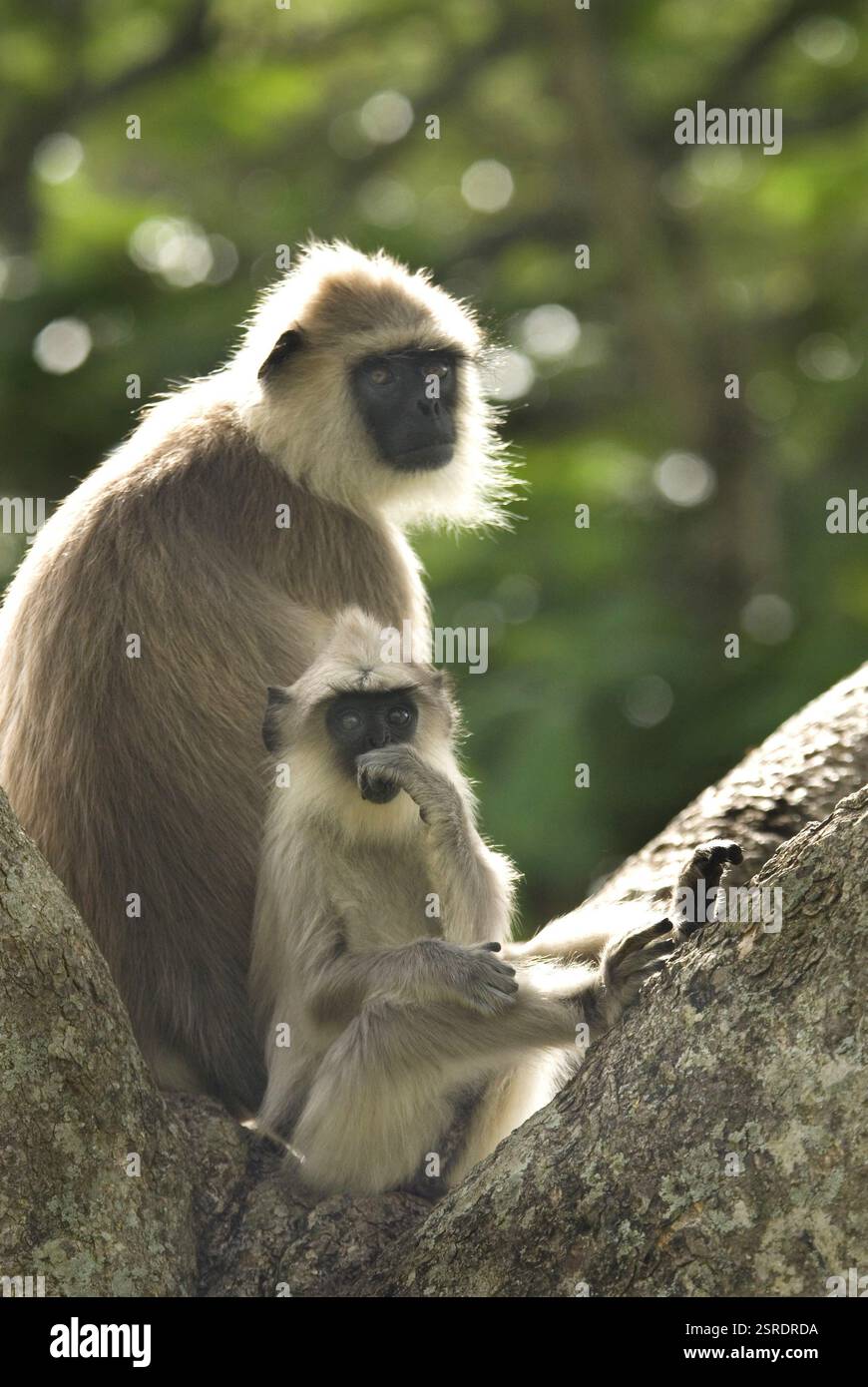 Common Langur presbytis entellus with young baby, Bangalore, Karnataka ...