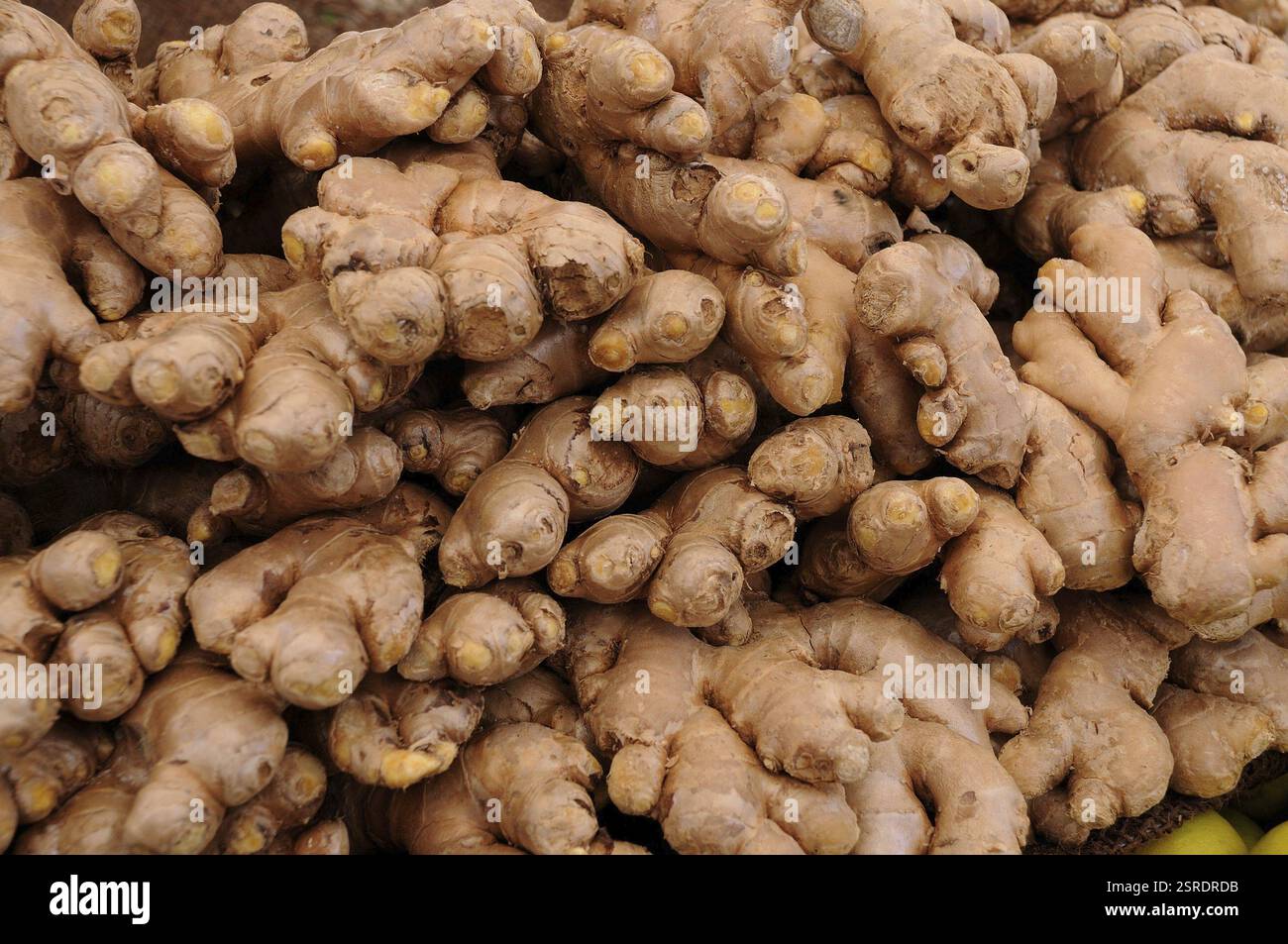 Ginger, Jodhpur, Rajasthan, India, Asia Stock Photo - Alamy