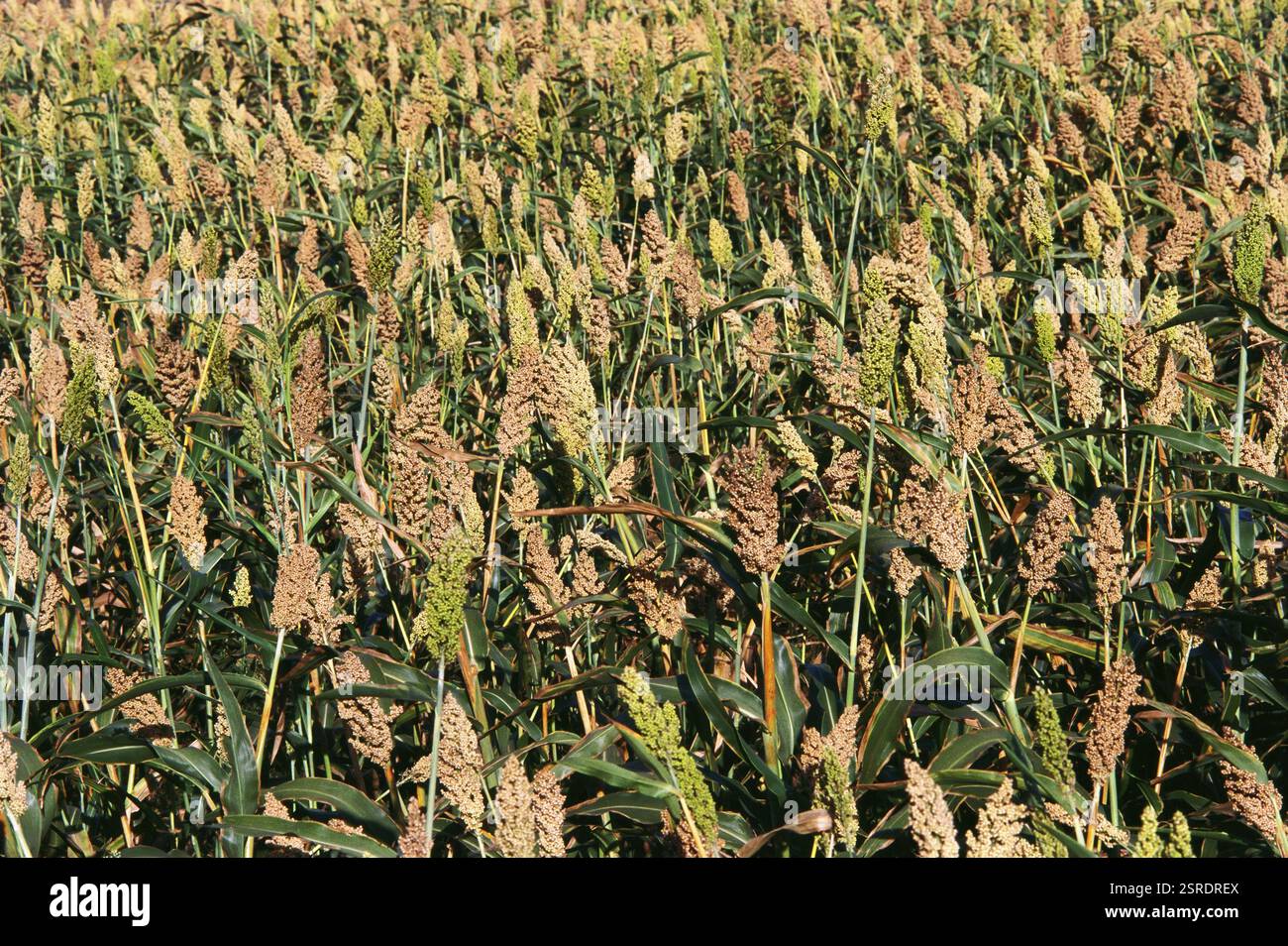 Sorghum Durra pearl millet crops in field Stock Photo - Alamy