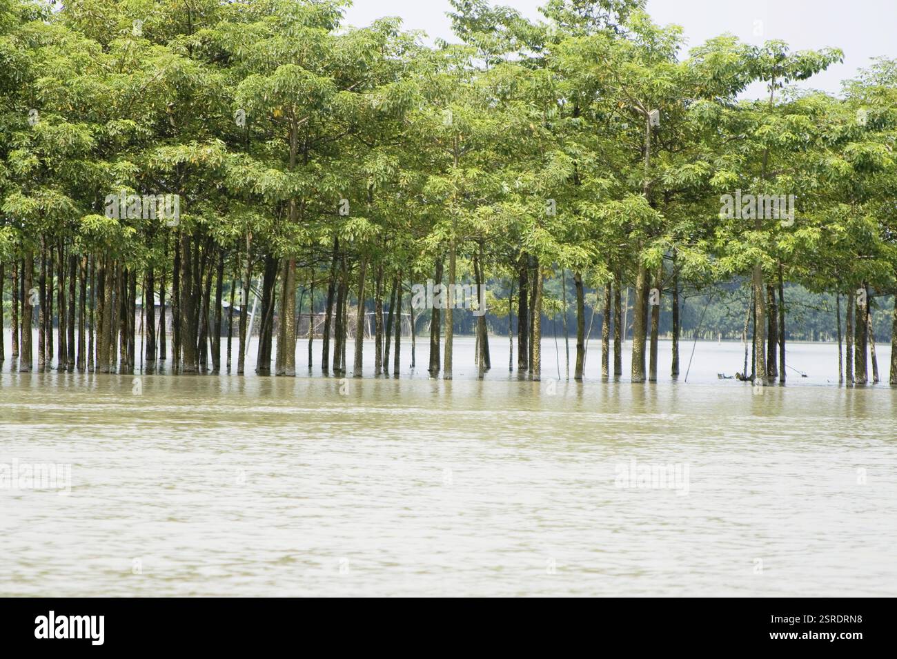 Trees in water of Kosi river flood of Bihar 2008 in Purniya district ...