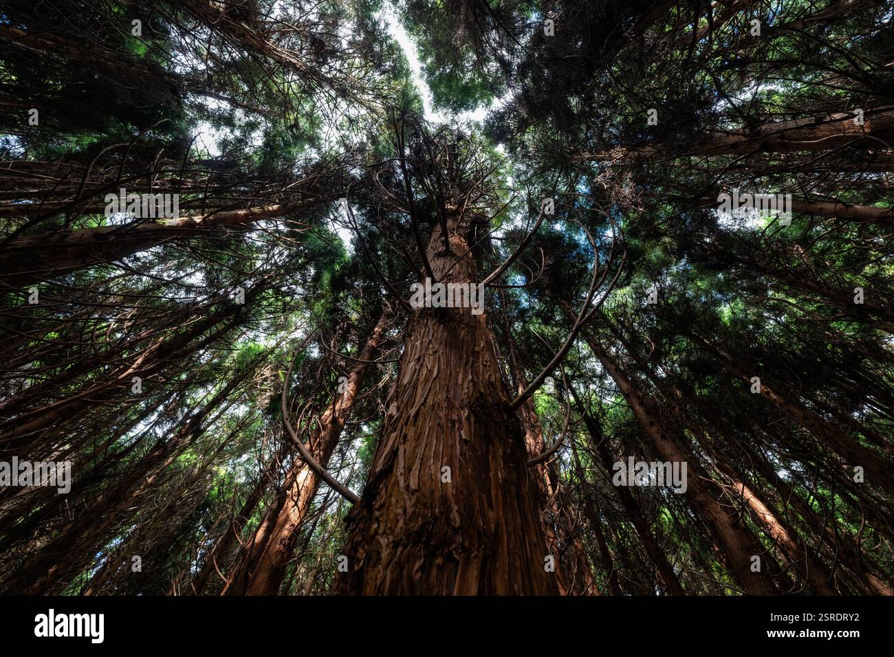 An impressive and beautiful forest in the Mata da Serreta forest area ...