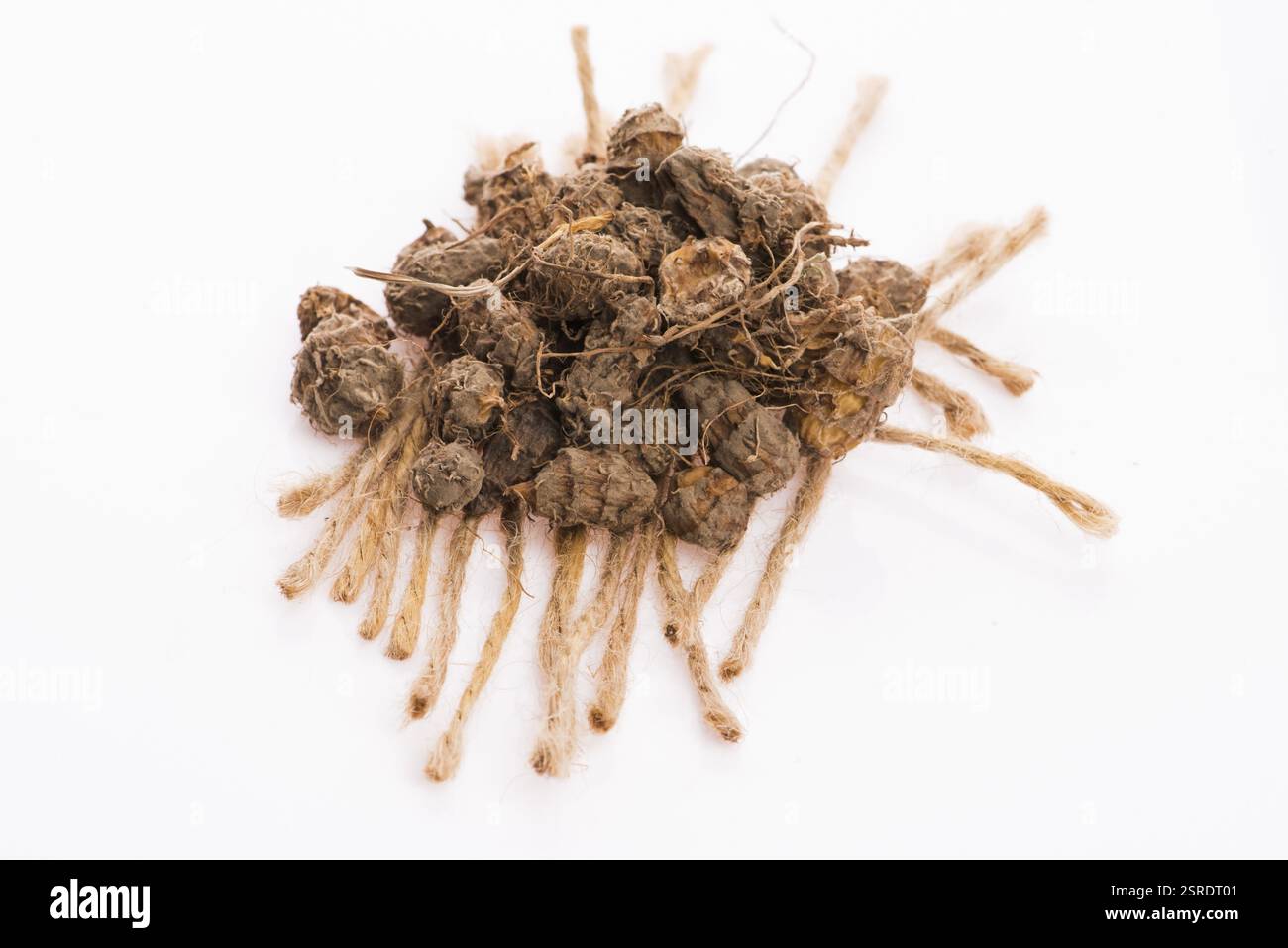 Tiger nuts. Tasty chufa nuts. Healthy superfood Stock Photo - Alamy