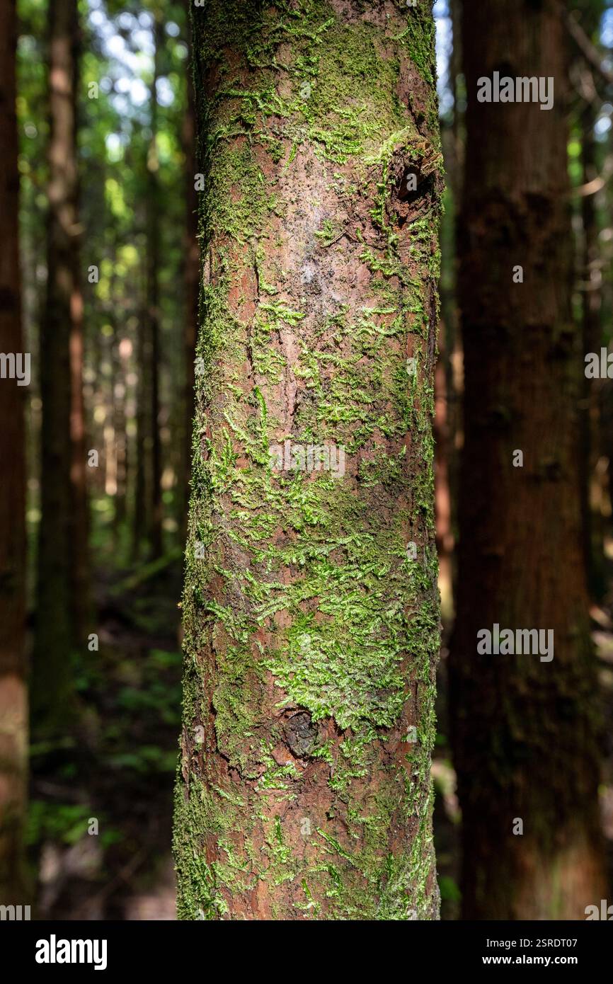 An impressive and beautiful forest in the Mata da Serreta forest area ...