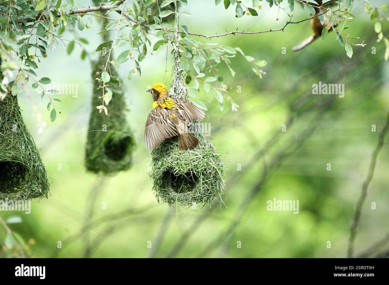 Baya weaver nest indian birds wild life india Stock Photo - Alamy