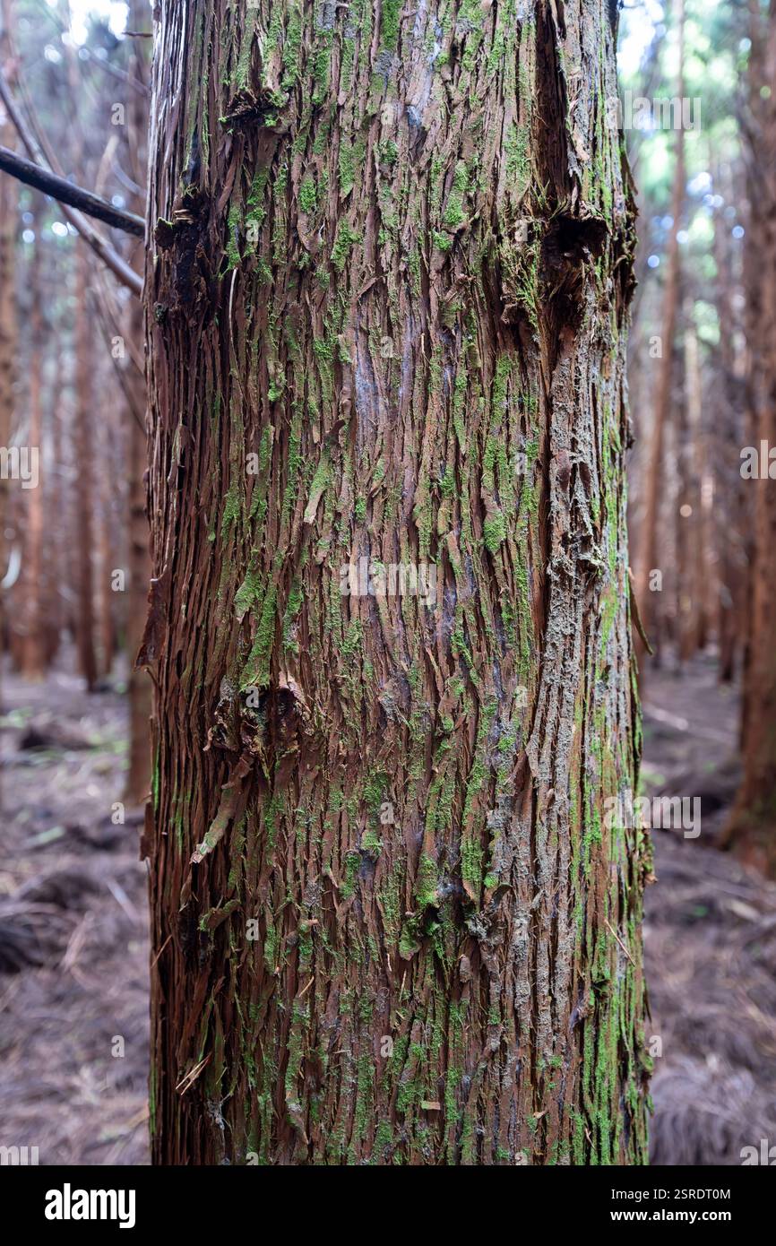 An impressive and beautiful forest in the Mata da Serreta forest area ...