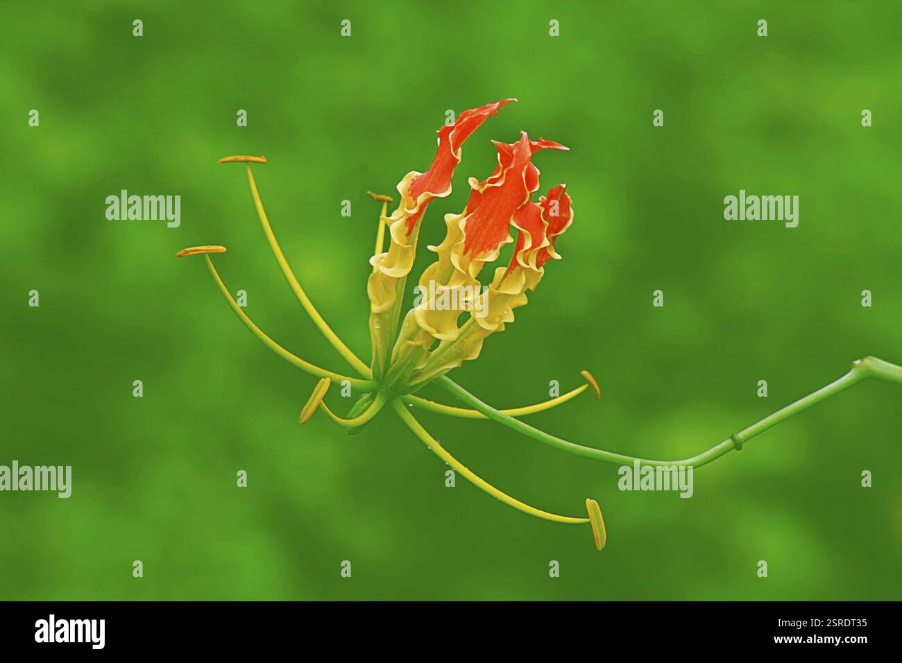 African fire lily, visakhapatna, andhra pradesh, India, Asia Stock ...