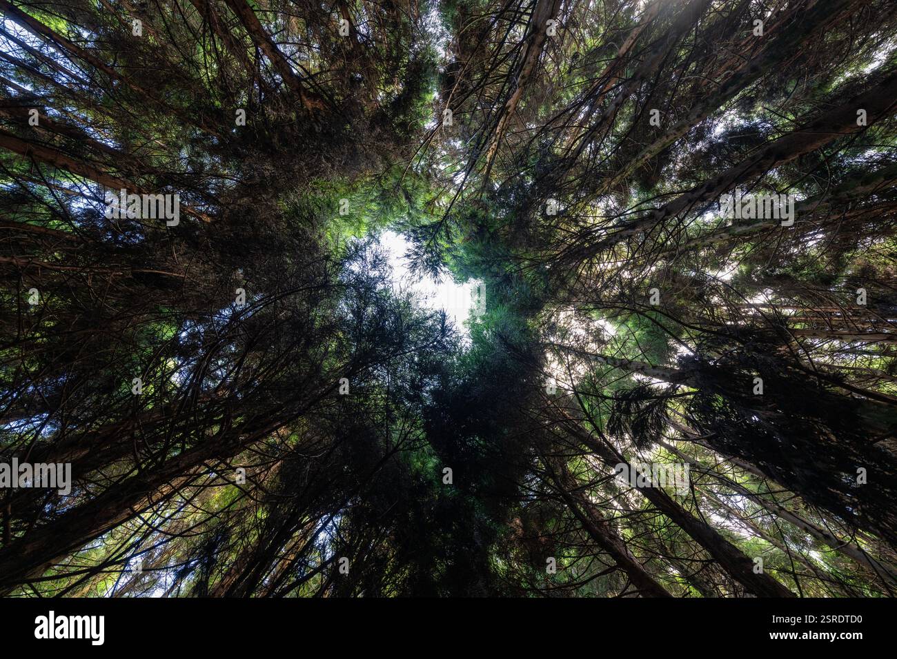 An impressive and beautiful forest in the Mata da Serreta forest area ...