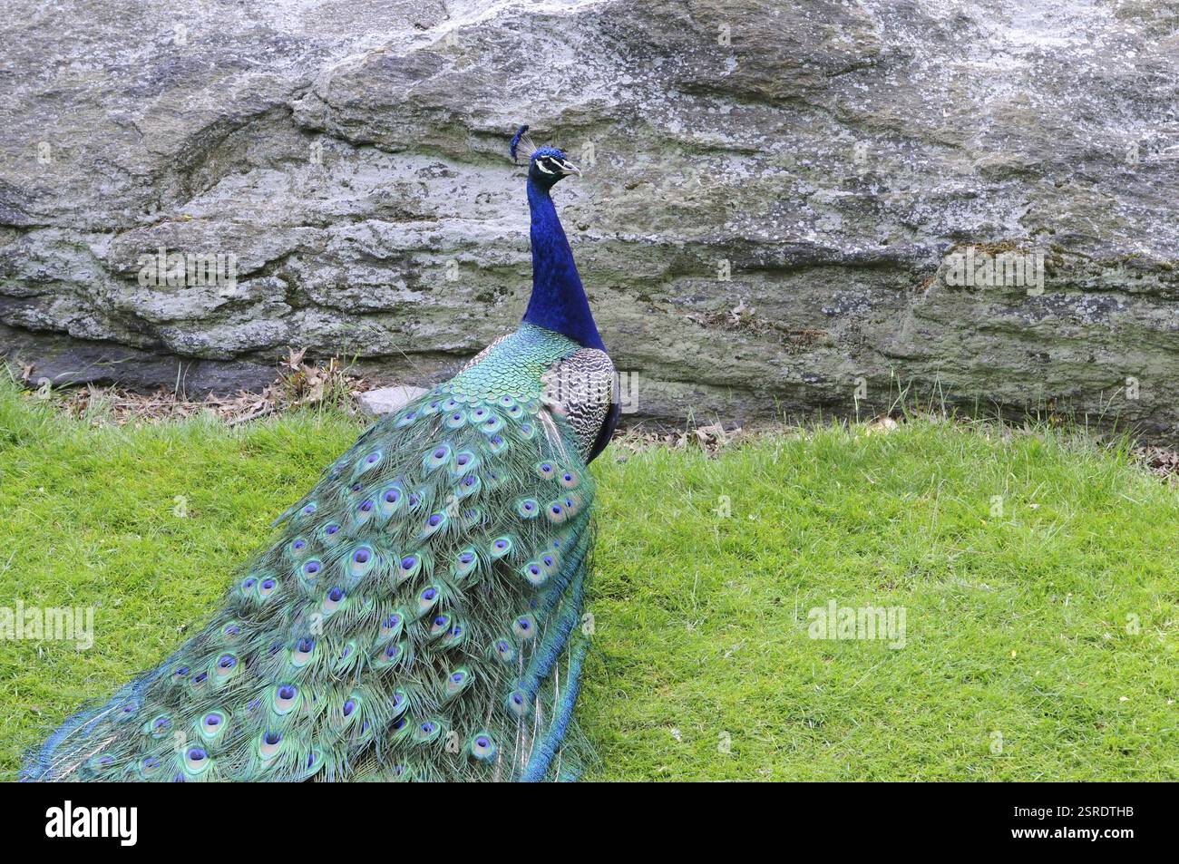 Birds, Indian peacock pavo cristatus in Bronx zoo, New York, USA United ...