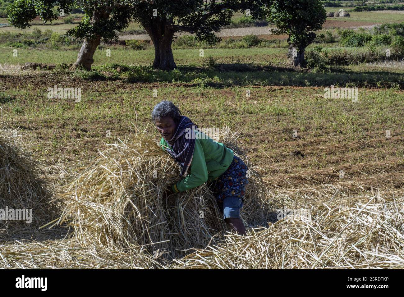 Farmer collecting hay in field at Andhra Pradesh, India, Asia Stock ...