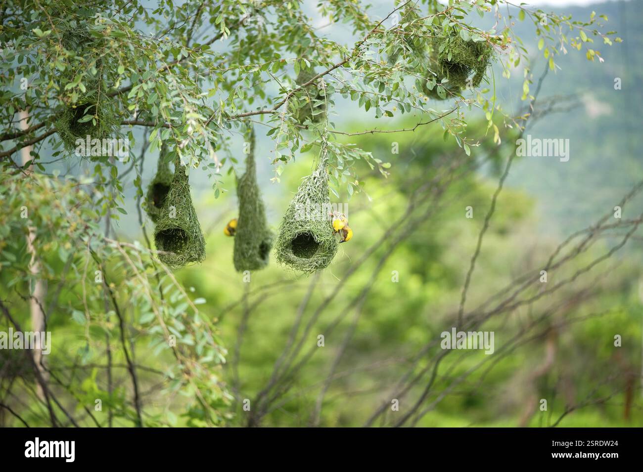 Baya weaver nest indian birds wild life india Stock Photo - Alamy