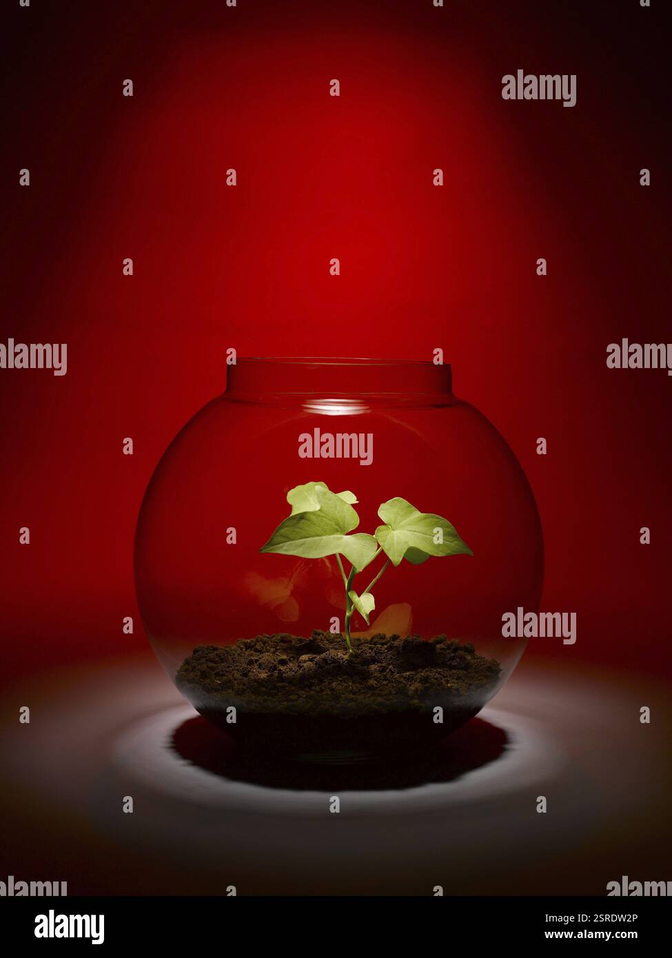 Plant growing inside a glass bowl India Stock Photo - Alamy