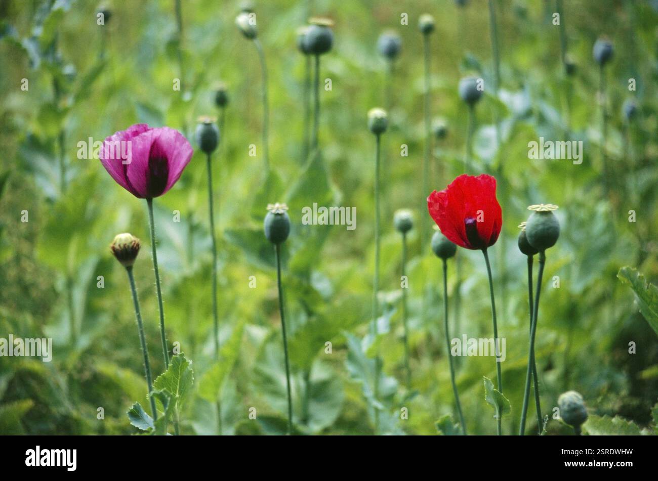 Flower, poppies opium drug, Kullu, Himachal Pradesh, India, Asia Stock ...
