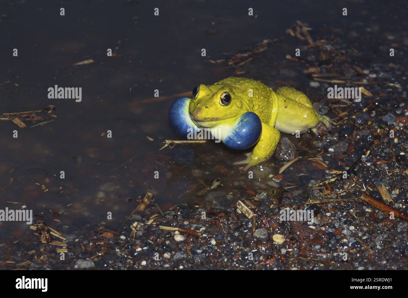 Amphibians, Indian bull frog rana tigerina, India, Asia Stock Photo - Alamy