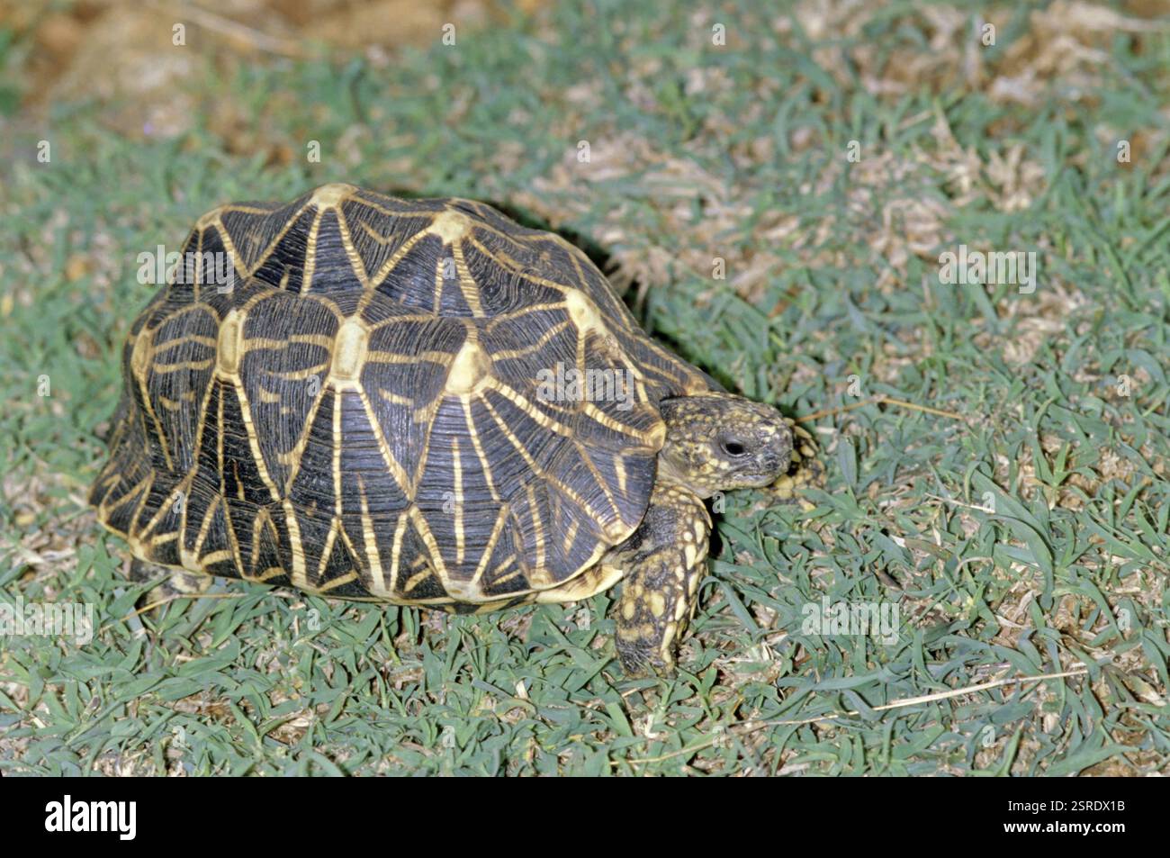 Star turtle, india Stock Photo - Alamy