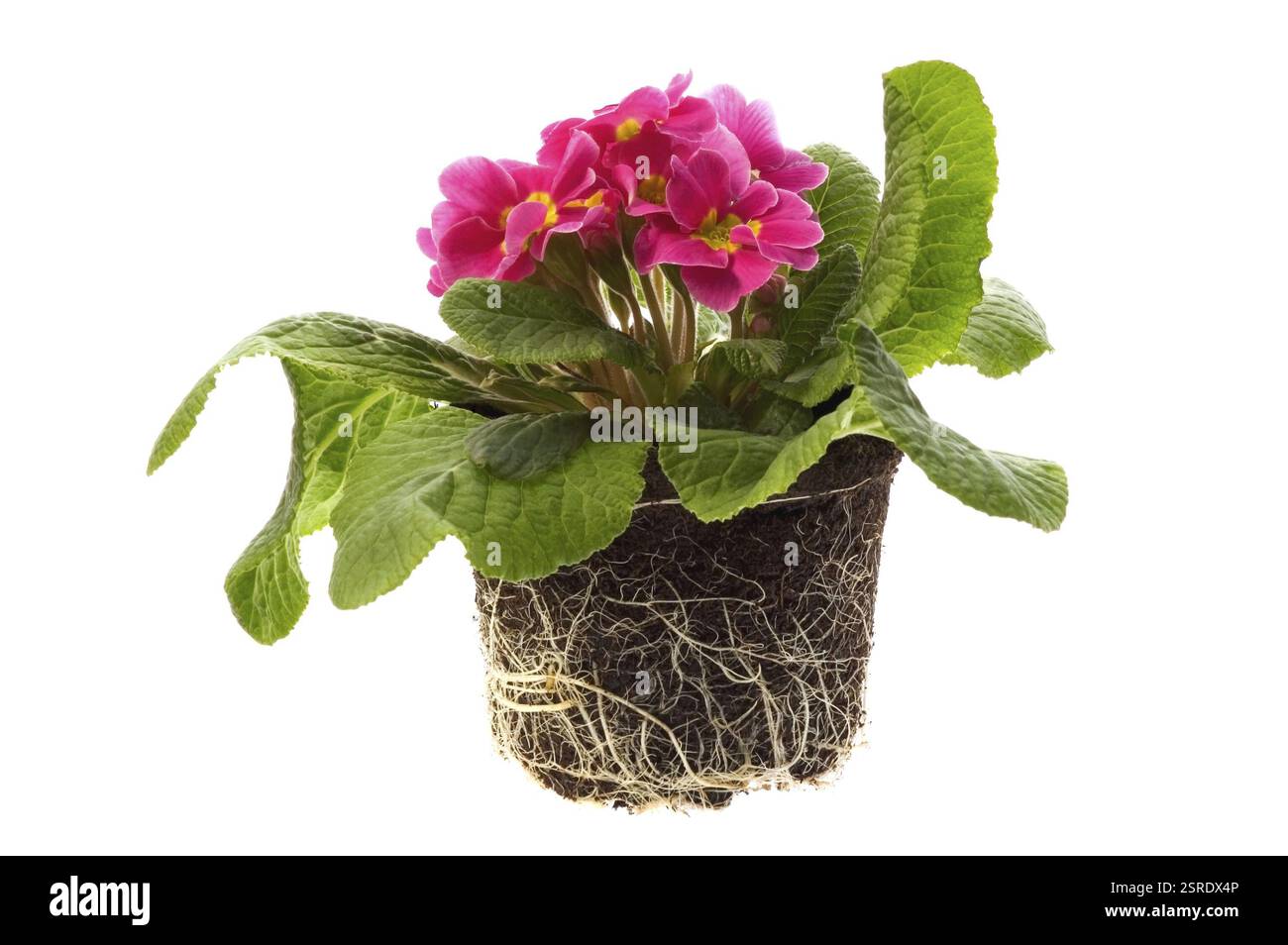 Blooming plants in spring Cut Out Stock Images & Pictures - Alamy