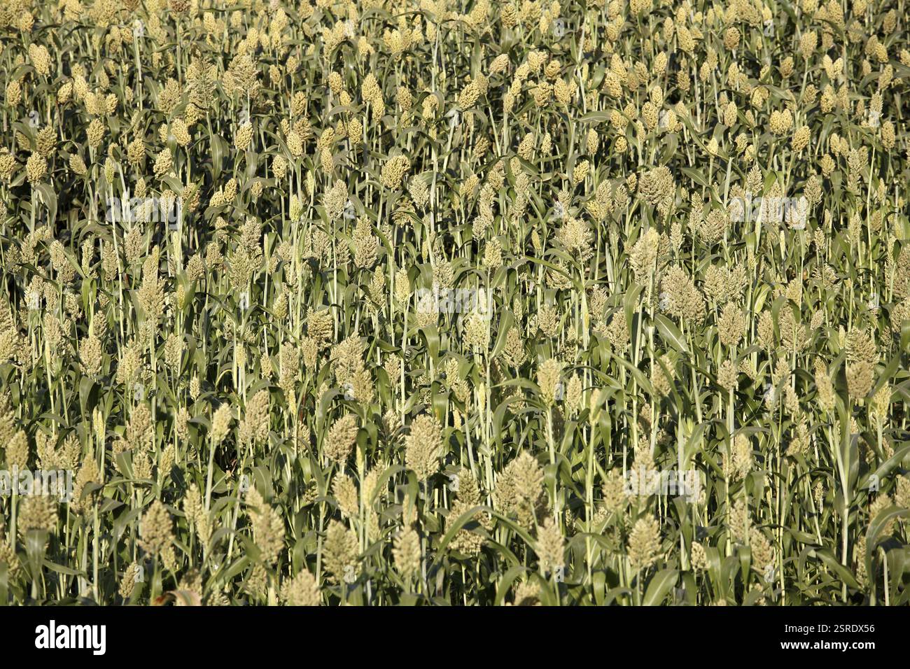 Grain, corns of jawar jawari sorghum in field, Maharashtra, India, Asia ...