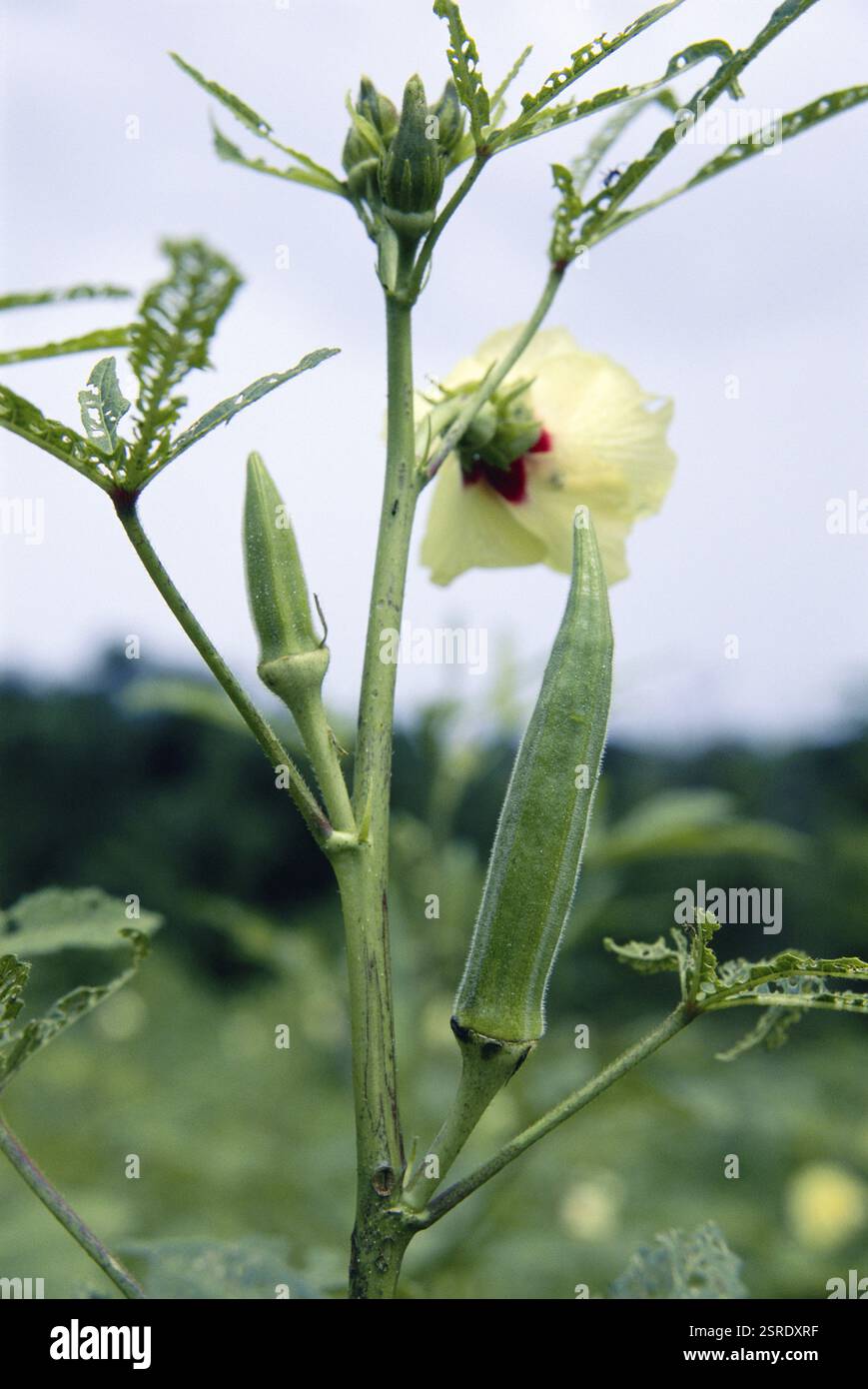 Vegetable, lady's finger or okra and flower, Kudal, Maharashtra, India ...