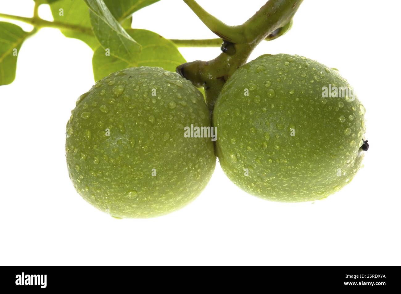 Growing walnut Cut Out Stock Images & Pictures - Alamy