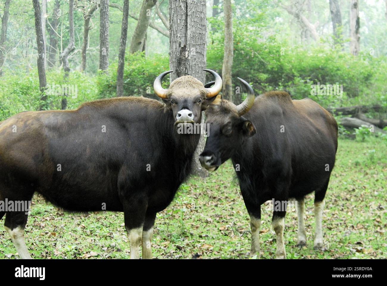 Gaur or Indian Bison, Kabini, Kharapur, Nagarahole range, Karnataka ...