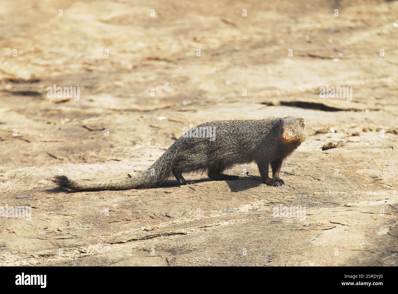 Common Mongoose herpestes edwardsi at Daroji Bear Sanctuary near Hampi ...