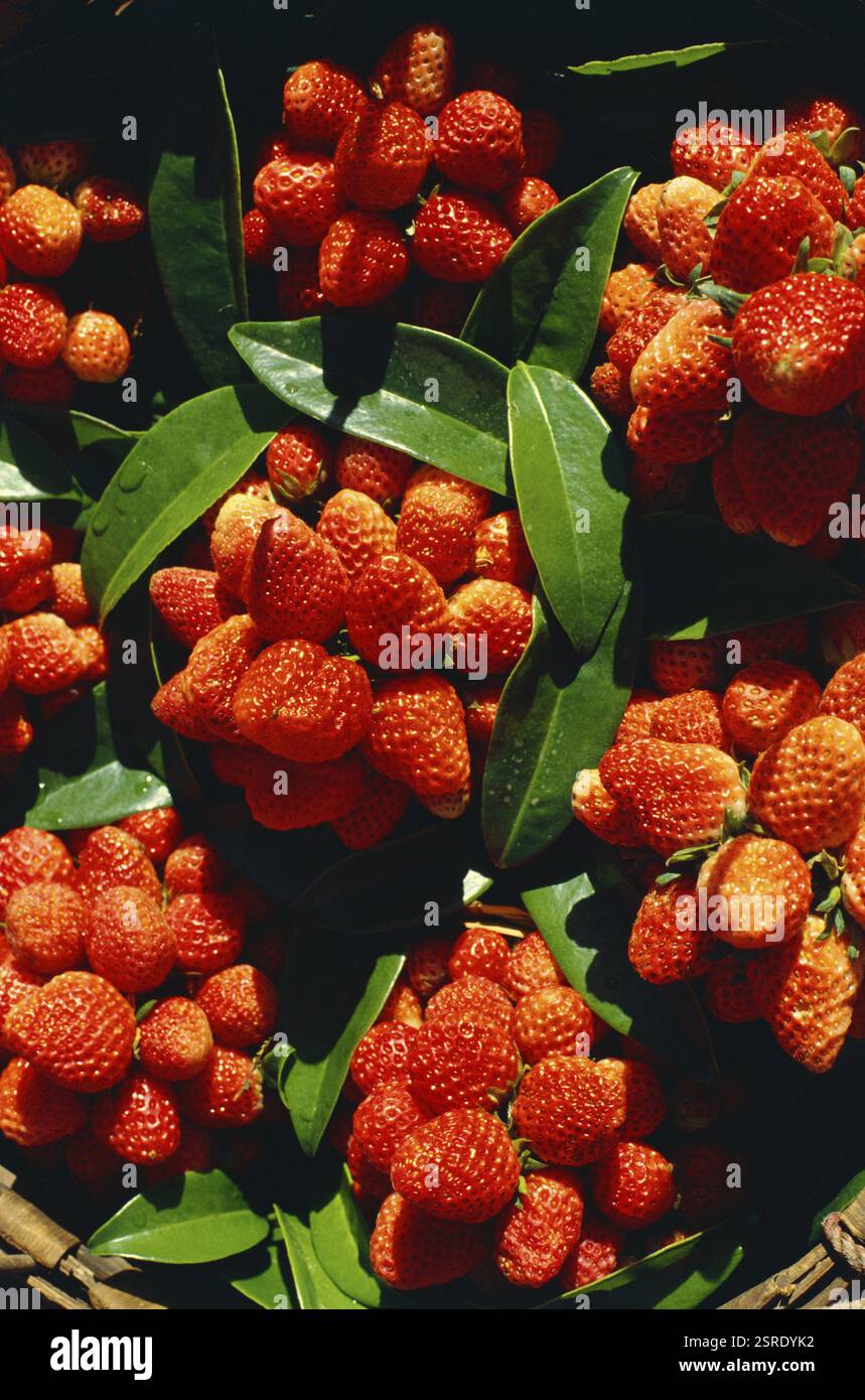 India berries hi-res stock photography and images - Alamy