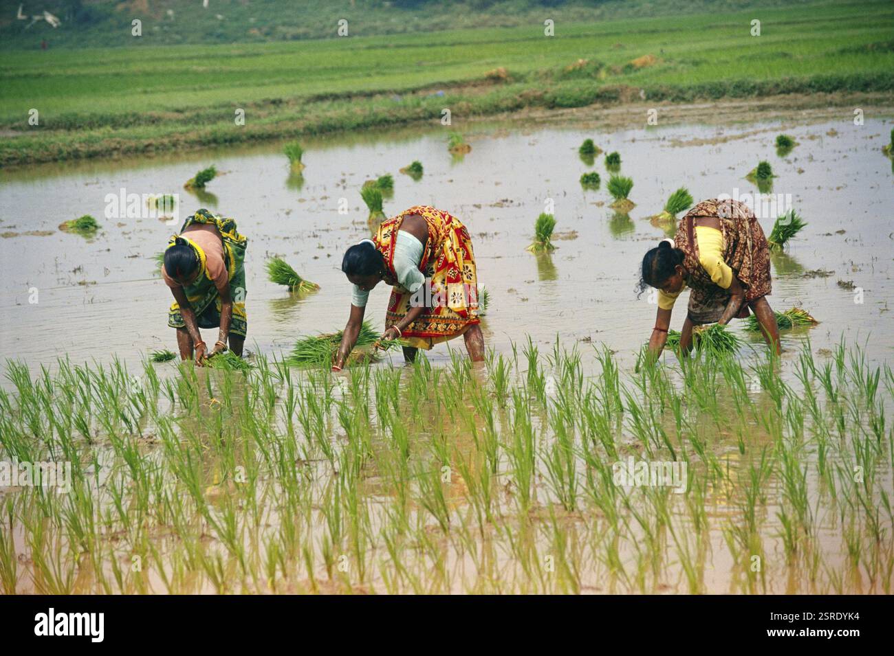 Lady planting in rice in paddy field, India, Asia Stock Photo - Alamy