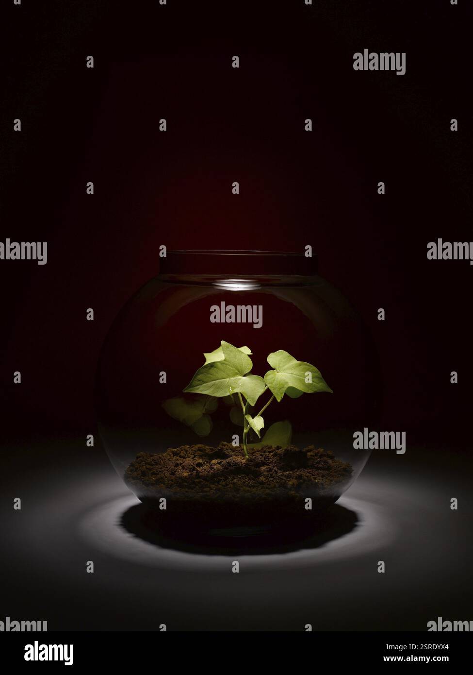 Plant growing inside a glass bowl India Stock Photo - Alamy