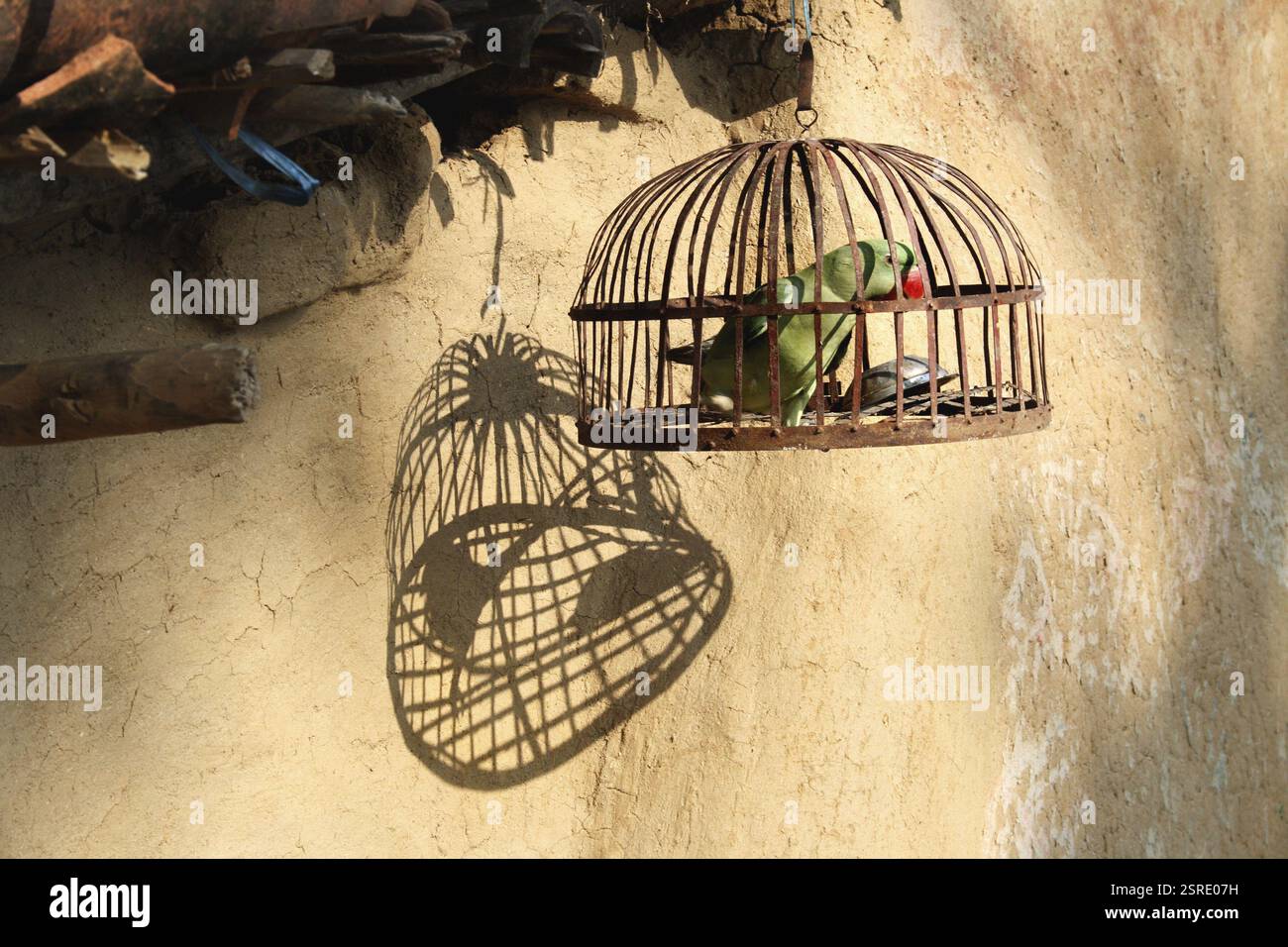 West bengal bird hi-res stock photography and images - Alamy