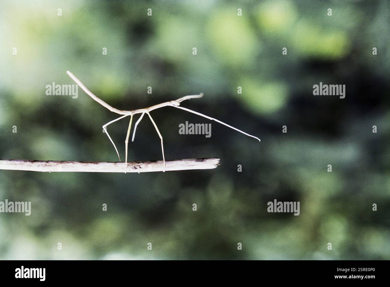 Natural twig stick hi-res stock photography and images - Alamy