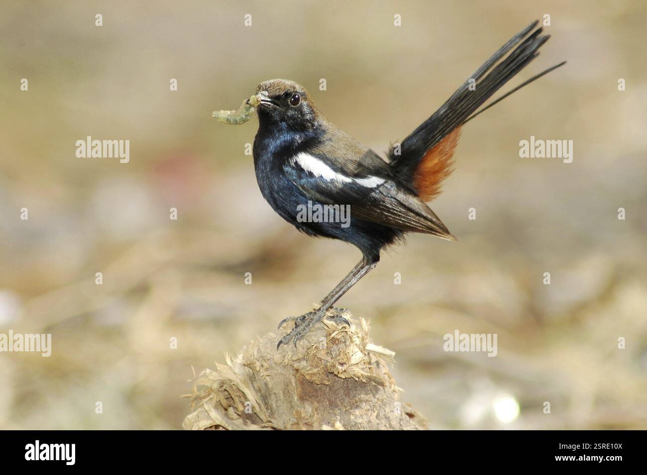 Birds, Indian Robin (Saxicoloides fulicata), Jodhpur, Rajasthan, India ...