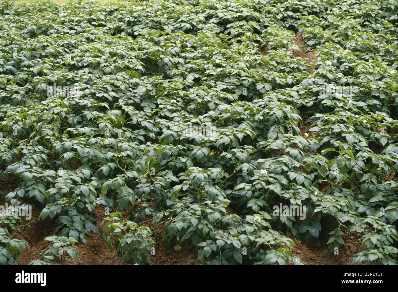 Vegetable, potato field, India, Asia Stock Photo - Alamy