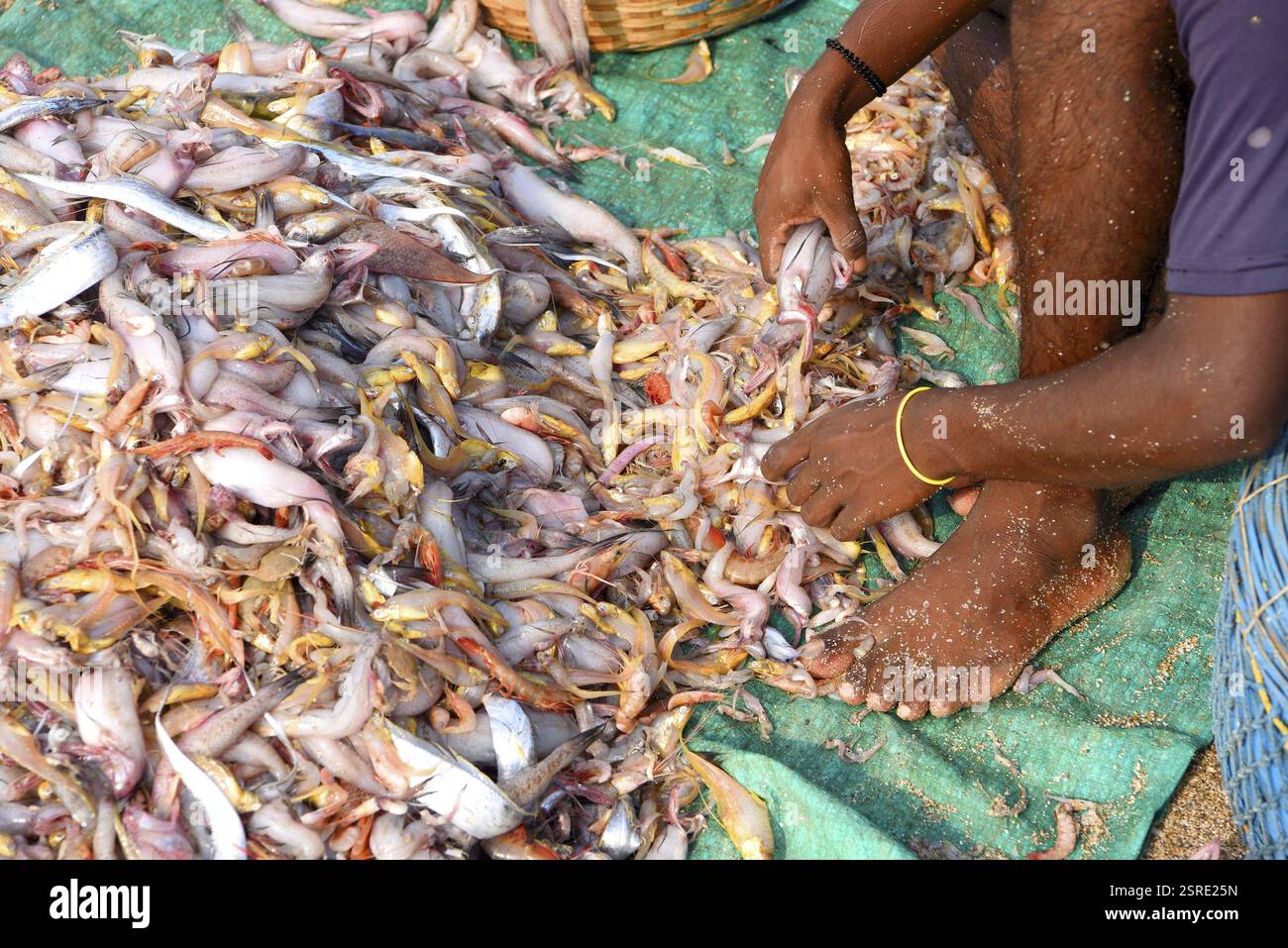Fishermen sorting fish, Uttan Beach, Bhayander, Mumbai, Maharashtra ...
