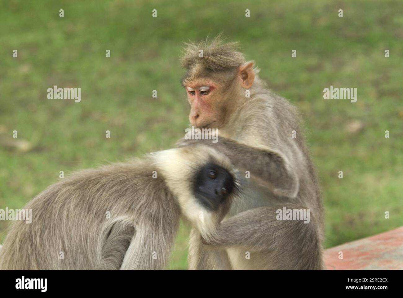 Bonnet macaque macaca radiate and Common Langur presbytis entellus, Bangalore, Karnataka, India ...